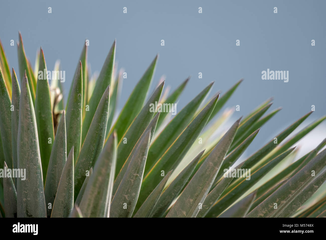 Long leaves of Wild Plant - Close-up Shot Stock Photo - Alamy