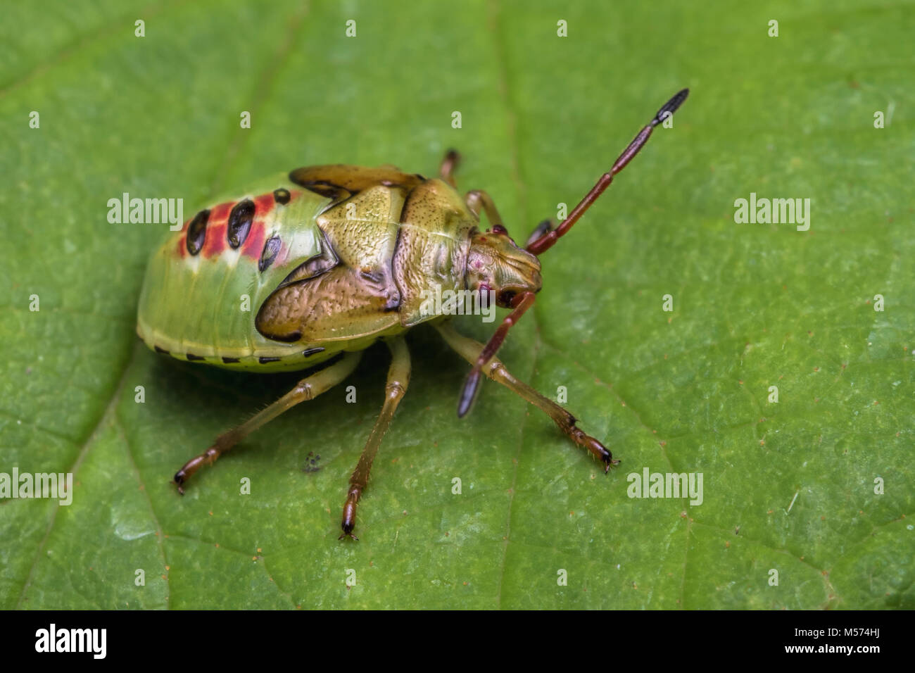 Birch shieldbug final instar nymph hi-res stock photography and images ...