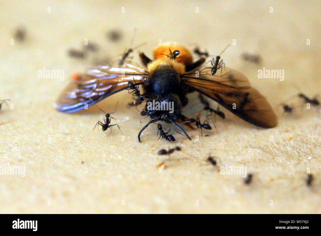 Ants fighting photos hi-res stock photography and images - Alamy