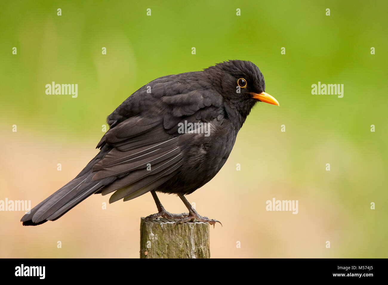 Family of turdidae hi-res stock photography and images - Alamy