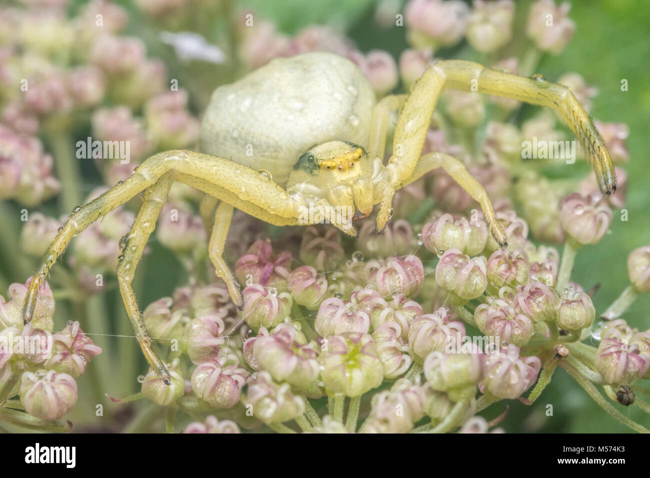 Flower crab spider hi-res stock photography and images - Alamy