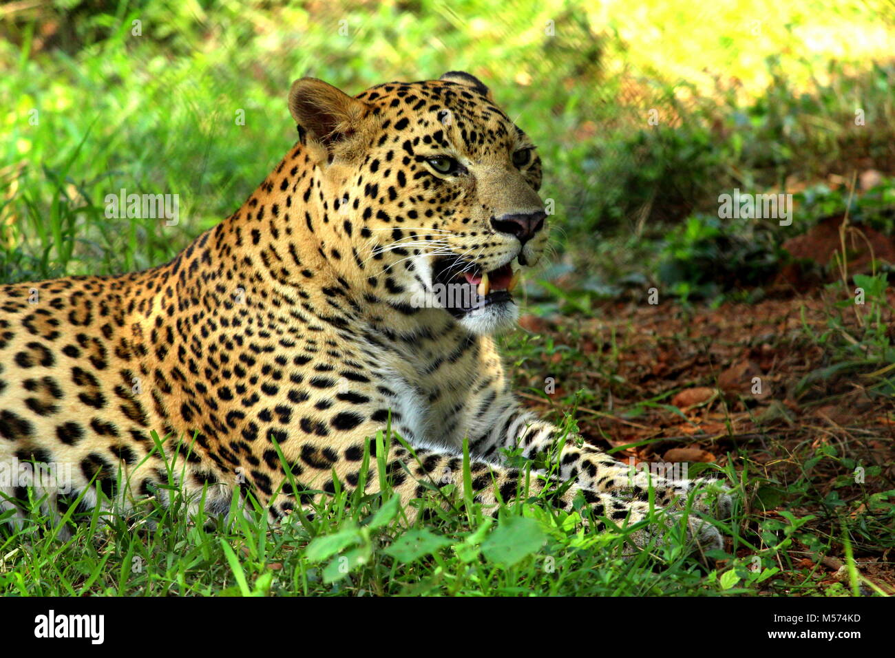 Wild life photography Stock Photo - Alamy