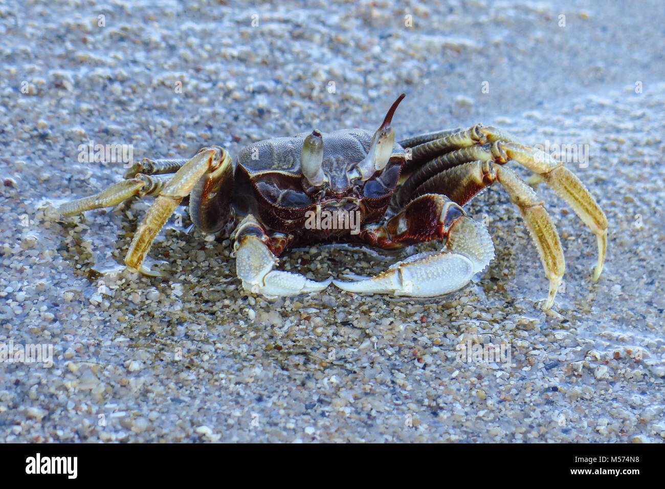 Scuttling Stock Photos & Scuttling Stock Images - Alamy