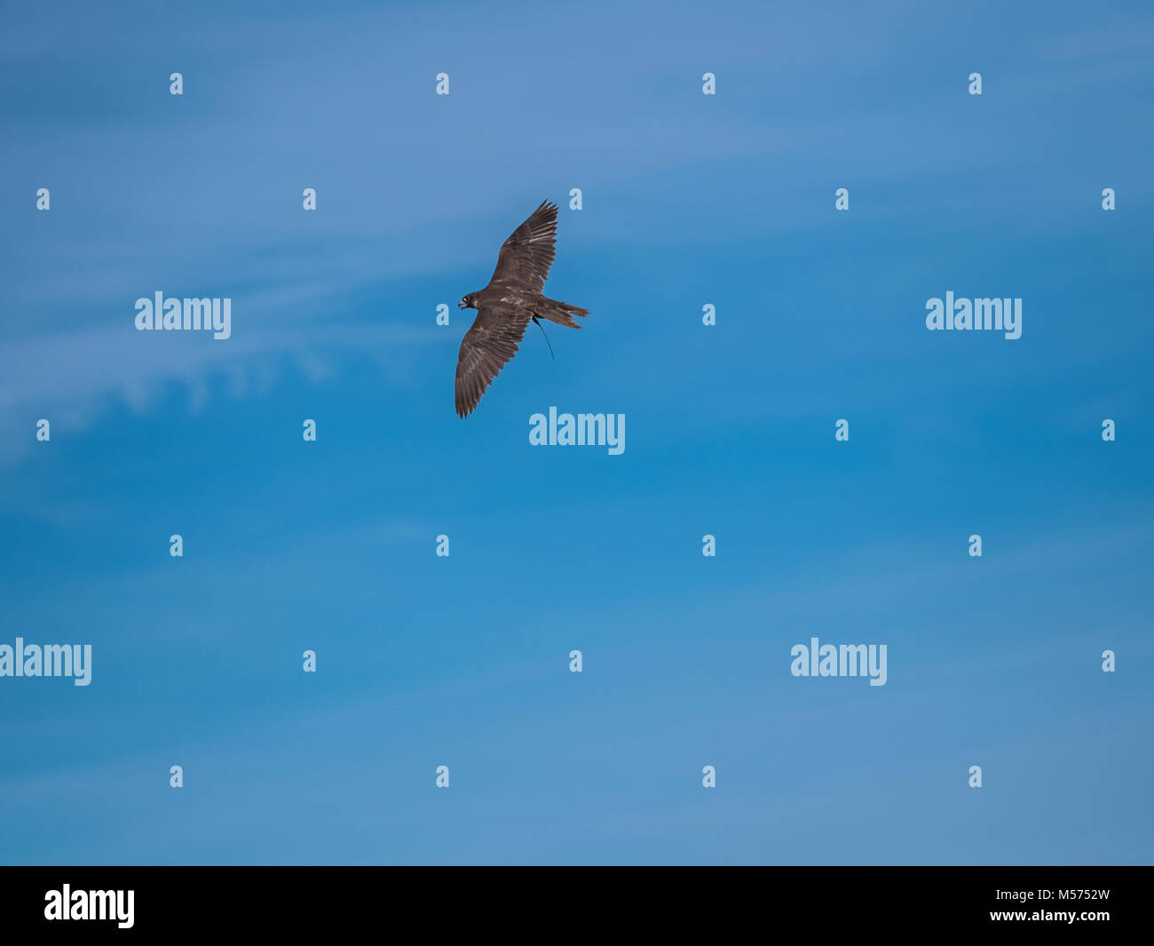falcon in flight Stock Photo - Alamy