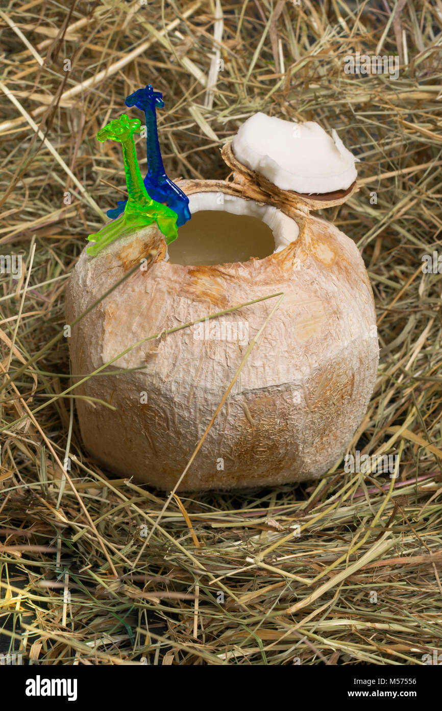 coconut with coco milk in the hay Stock Photo - Alamy