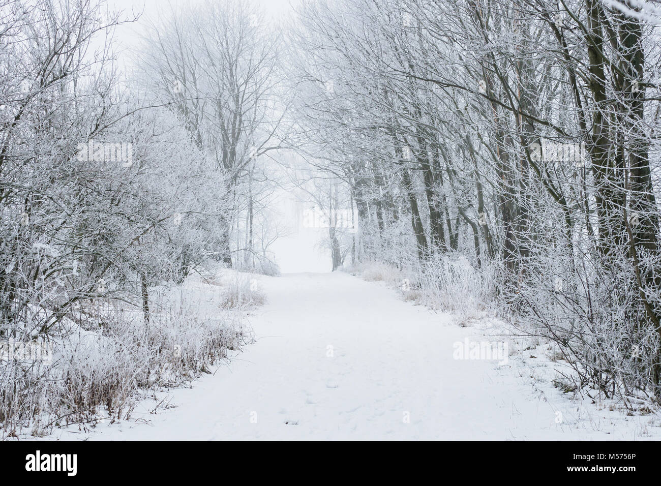 Frozen trees and path in the snow. White winter Stock Photo - Alamy