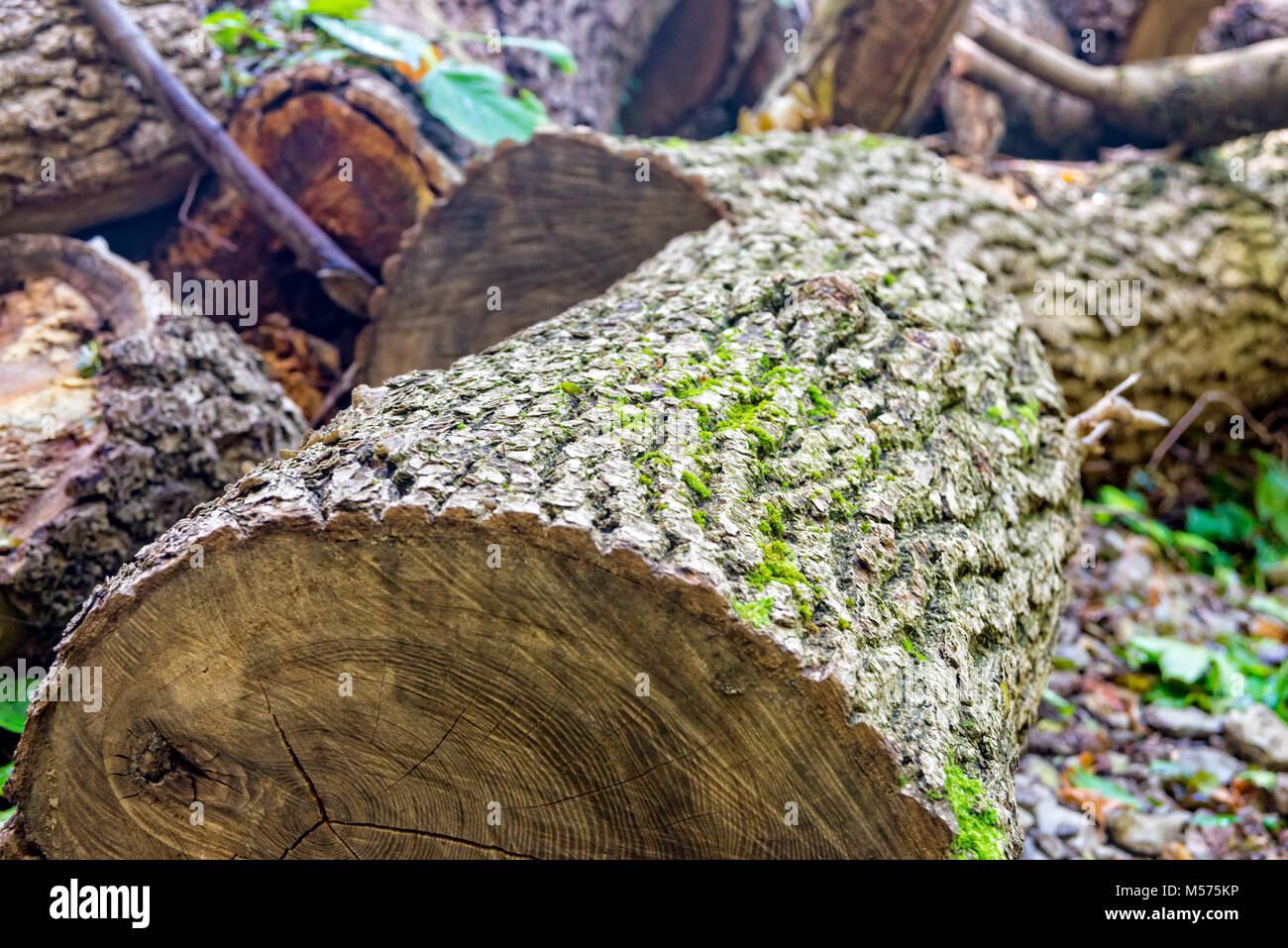 felled tree in the forest Stock Photo - Alamy