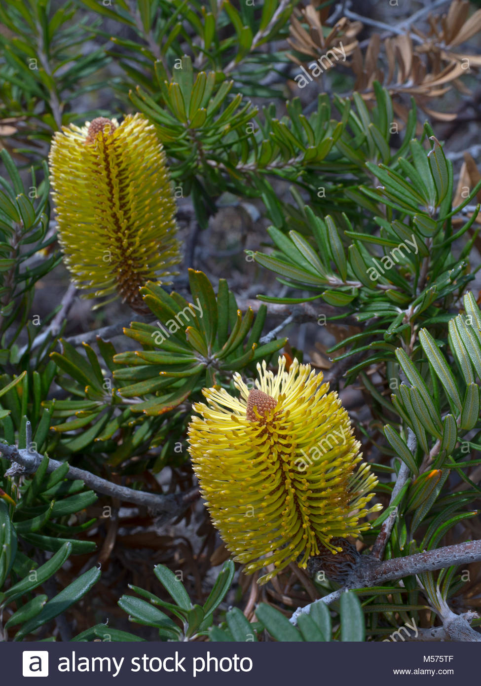 Banksia Tree High Resolution Stock Photography and Images - Alamy