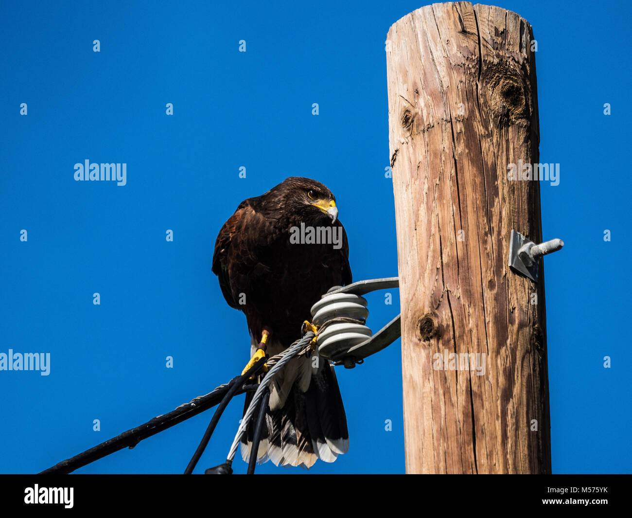 hawk on electric power wire Stock Photo - Alamy