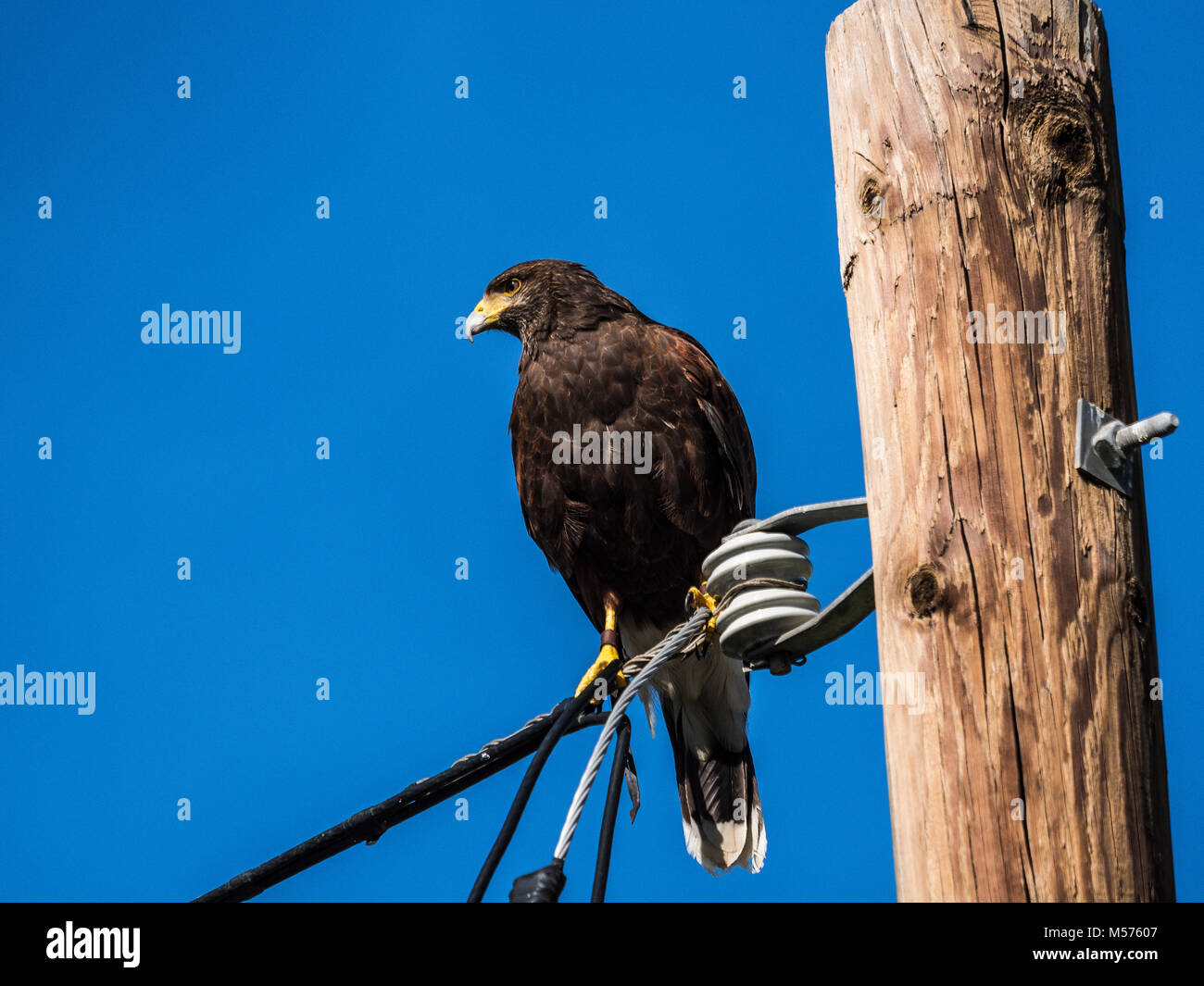 harris hawk on electric wireharris hawk on electric wire Stock Photo ...