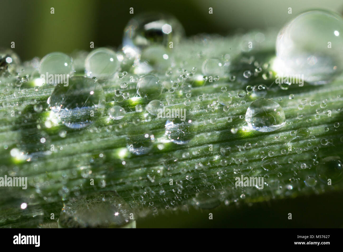 a drop, abstract, background, bright, clean, color, dew, drop, fresh ...