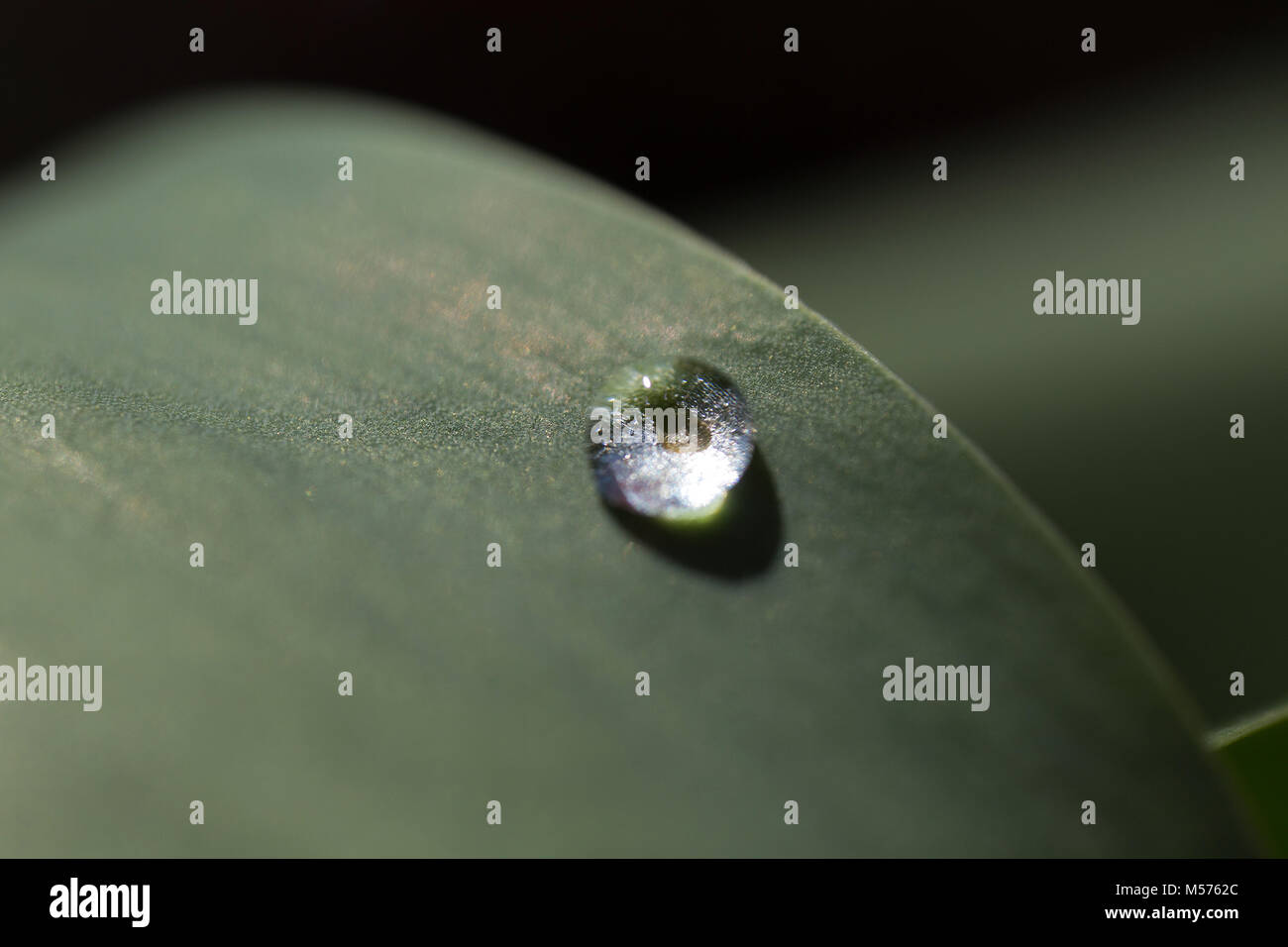 a drop, abstract, background, bright, clean, color, dew, drop, fresh ...