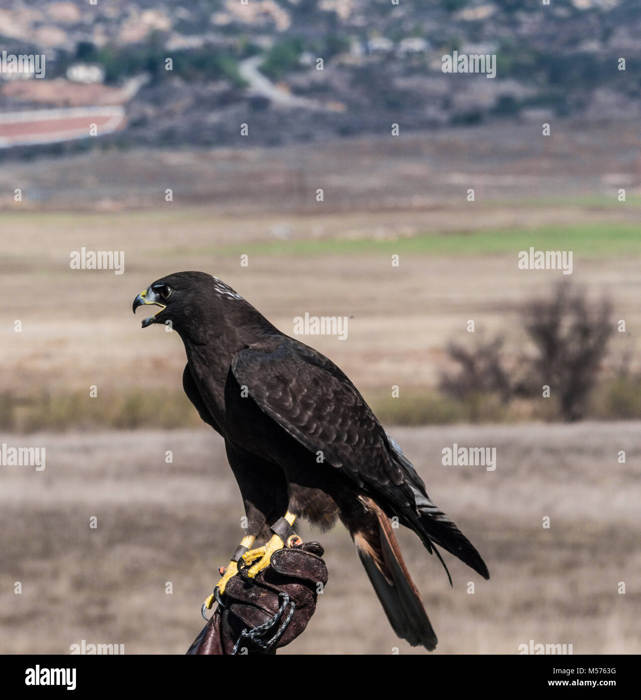 redtail hawk on handler's glove Stock Photo - Alamy