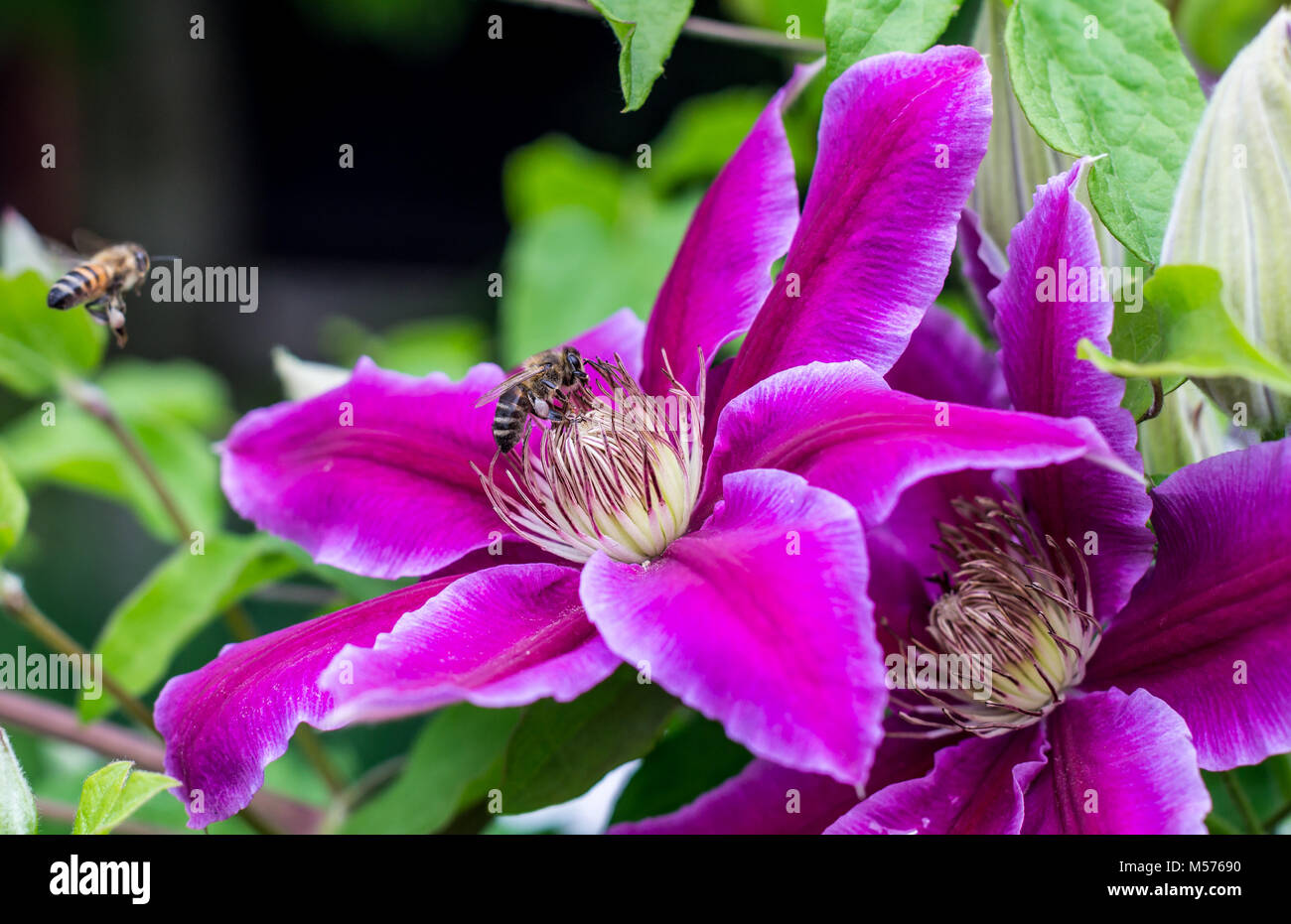 A bee harvesting pollen Stock Photo - Alamy