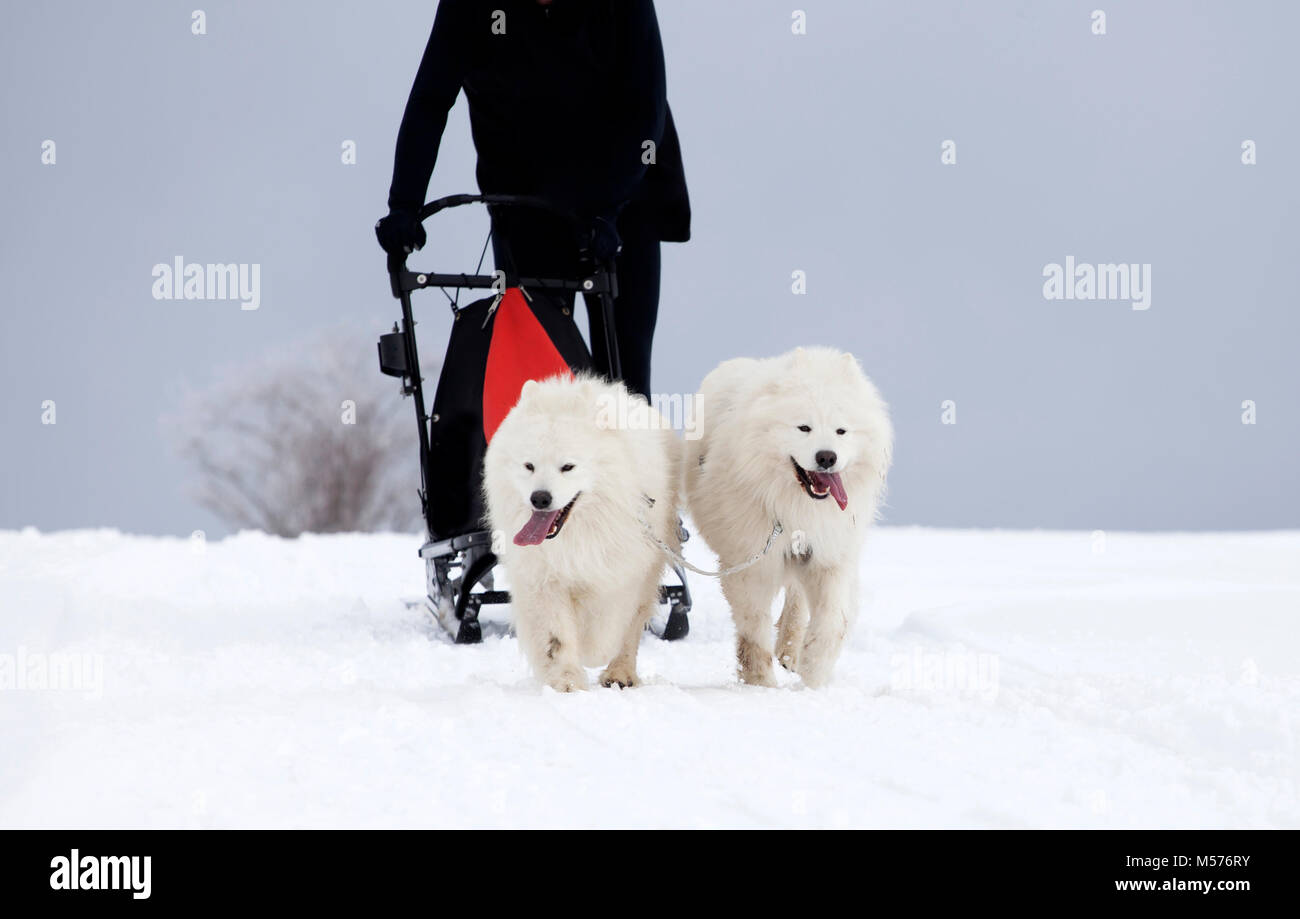 Dog-sledding with spitz dogs Stock Photo - Alamy
