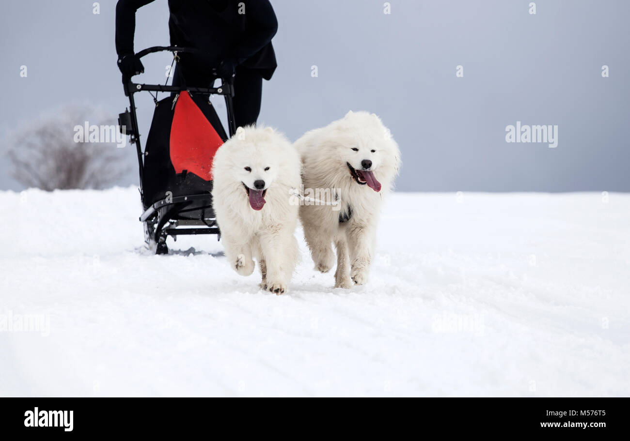Dog-sledding with spitz dogs Stock Photo - Alamy
