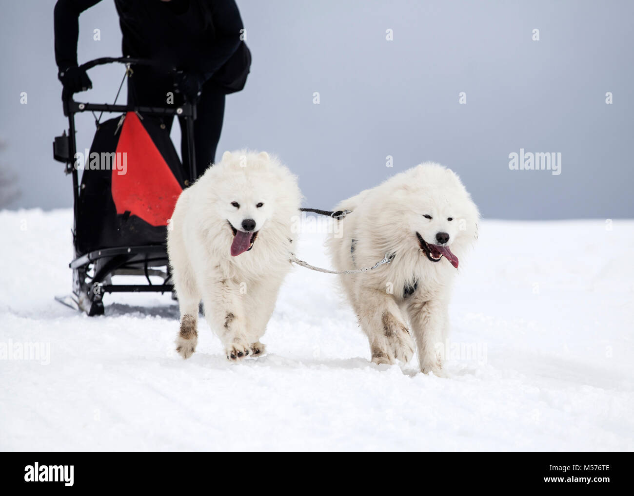 Dog-sledding with spitz dogs Stock Photo - Alamy