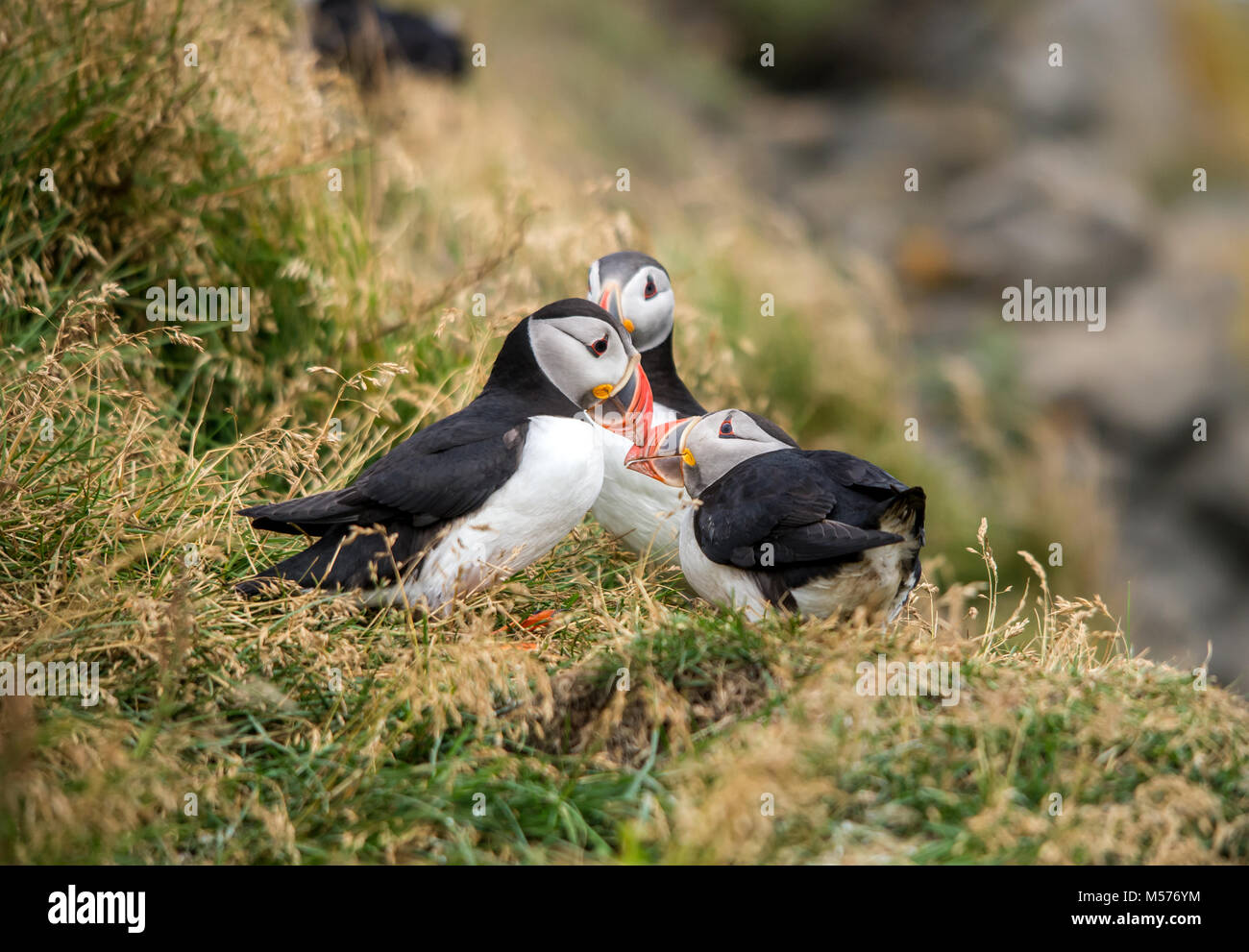 The Atlantic puffin, also known as the common puffin Stock Photo - Alamy