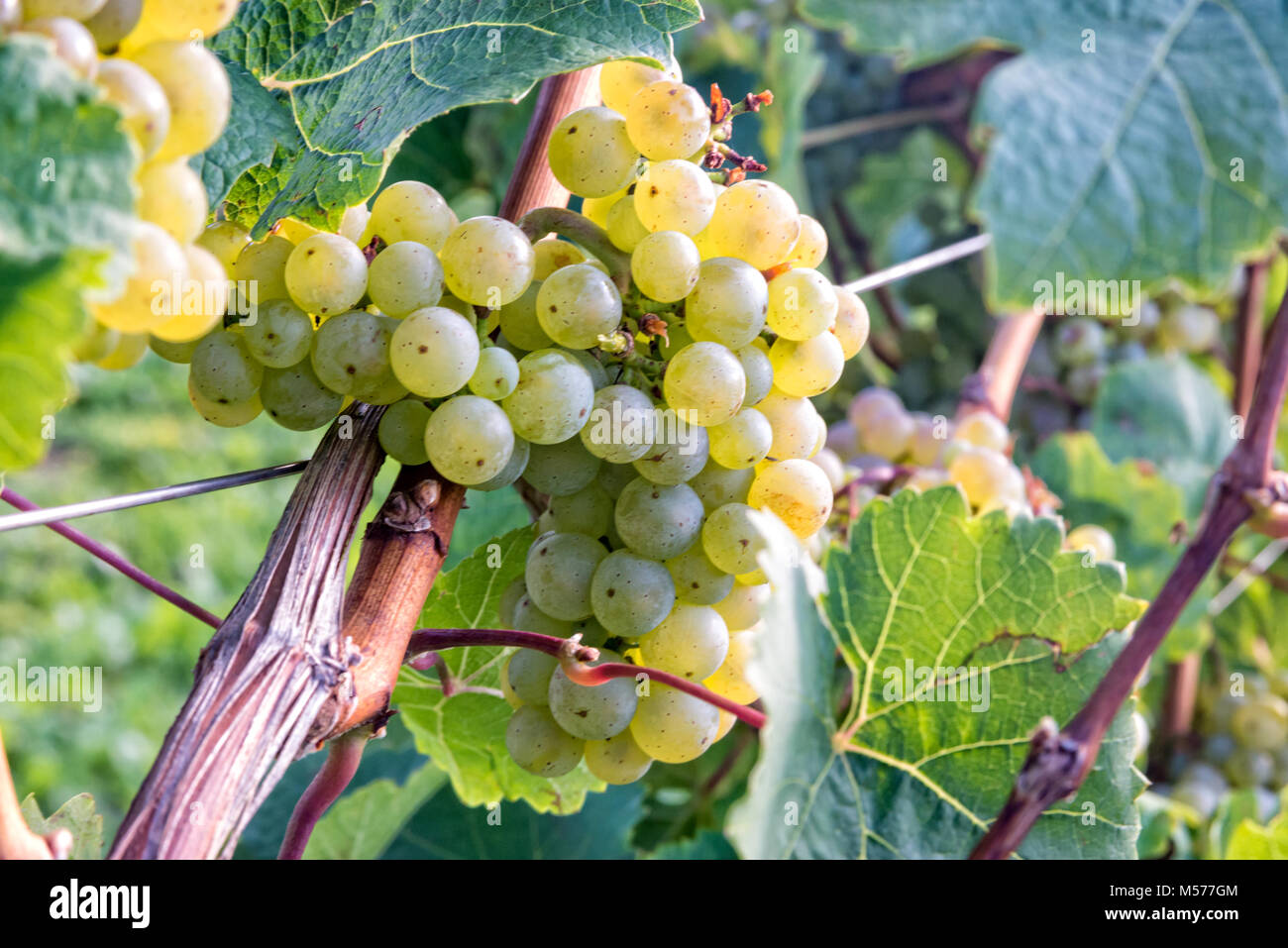 Bright grapes ripe on the perennial Stock Photo - Alamy