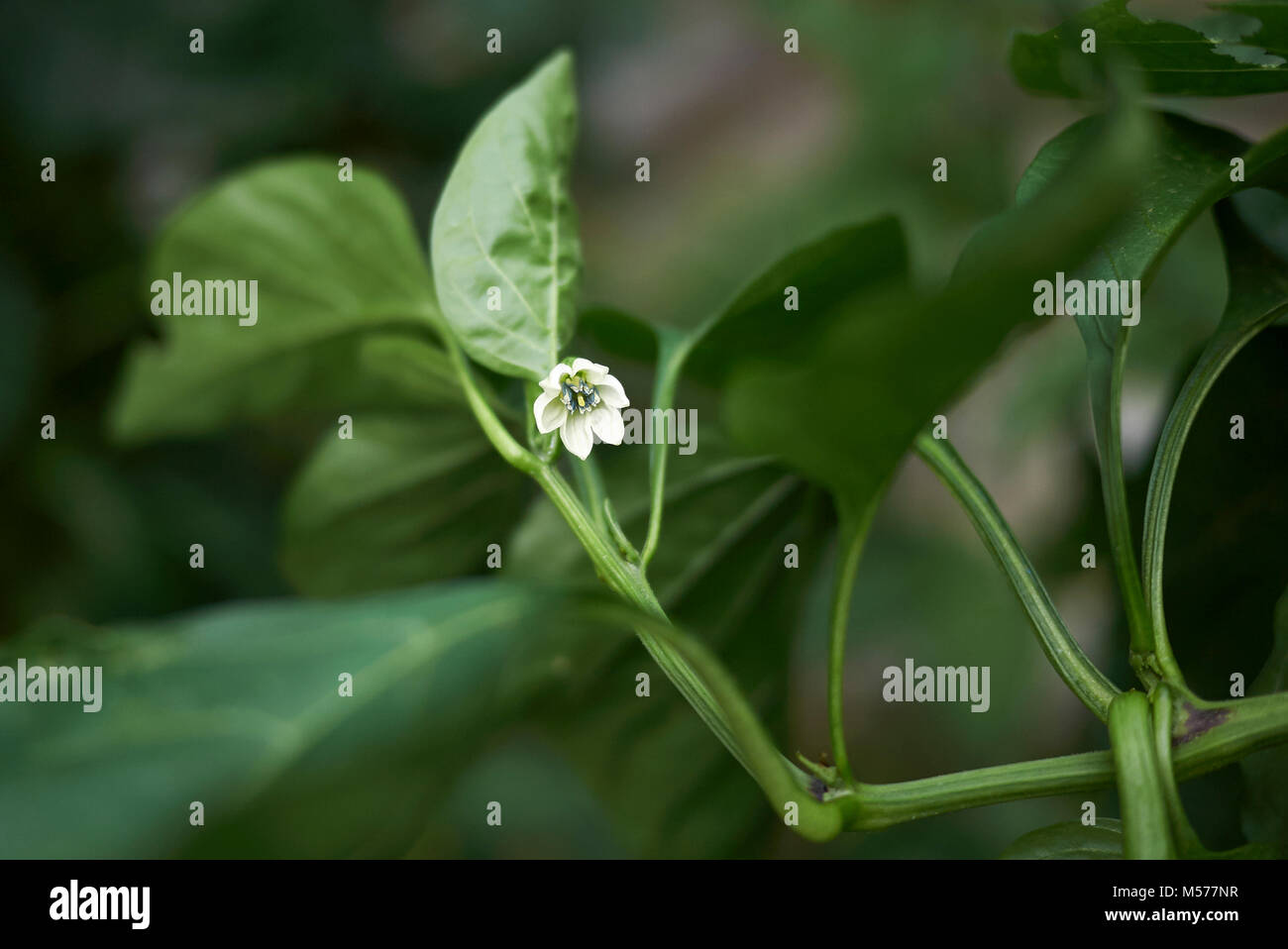 Capsicum bloom hi-res stock photography and images - Alamy