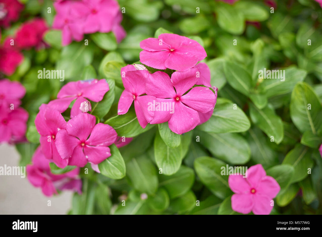 Vinca rosea catharanthus roseus hi-res stock photography and images - Alamy