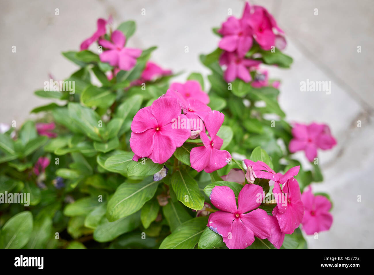 Purple catharanthus hi-res stock photography and images - Alamy