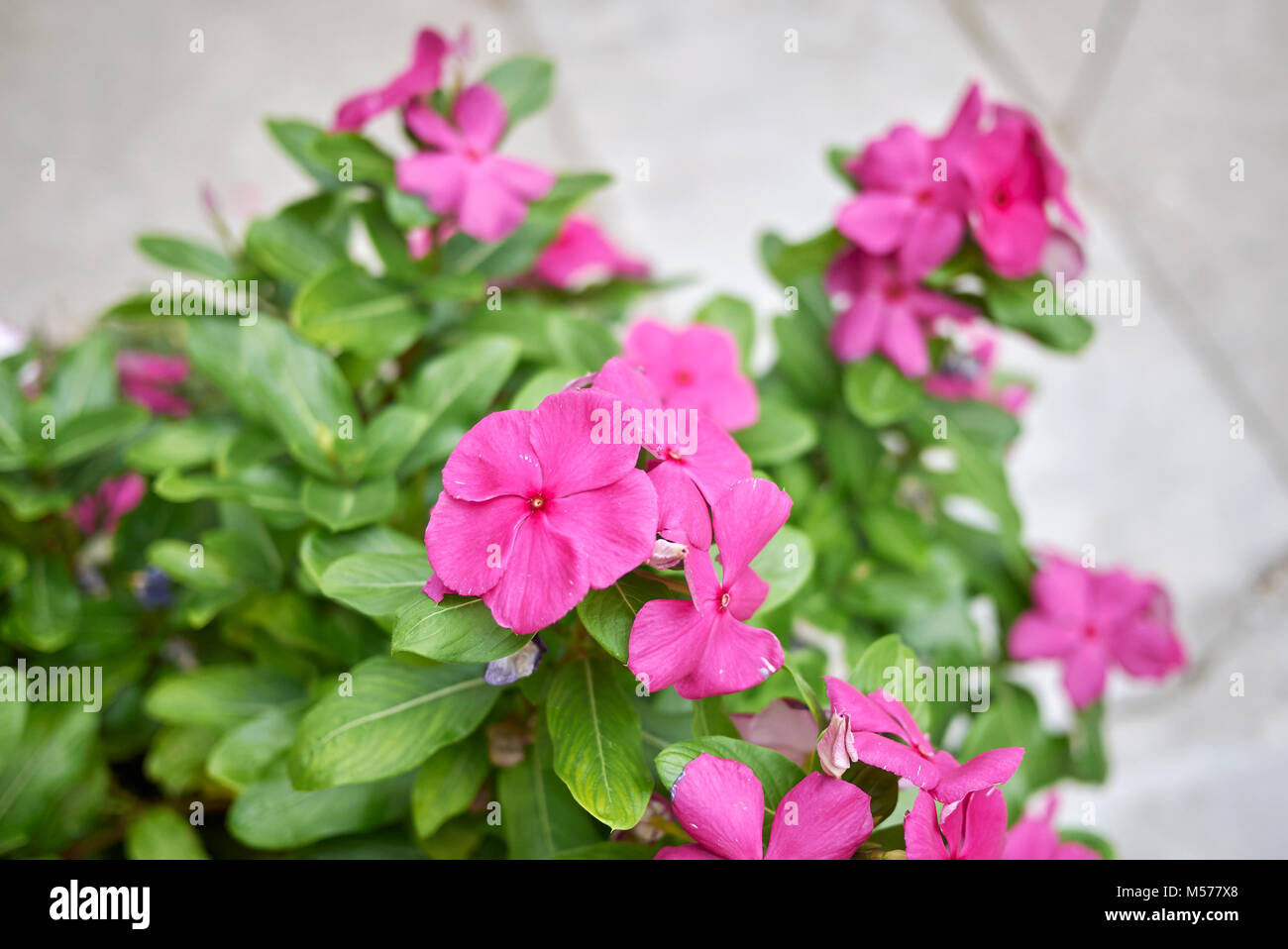 Vinca rosea catharanthus roseus hi-res stock photography and images - Alamy
