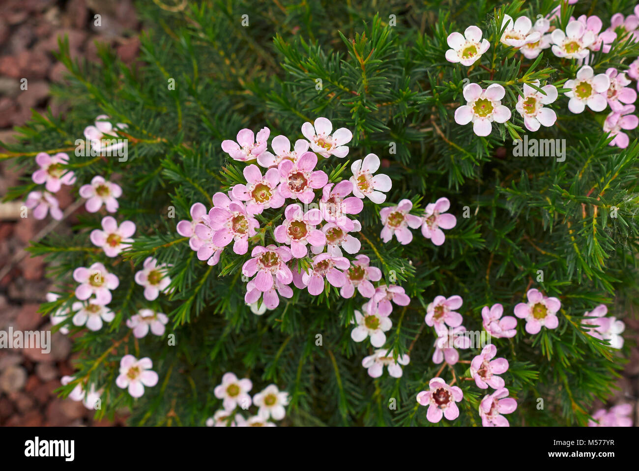Chamelaucium hi-res stock photography and images - Alamy