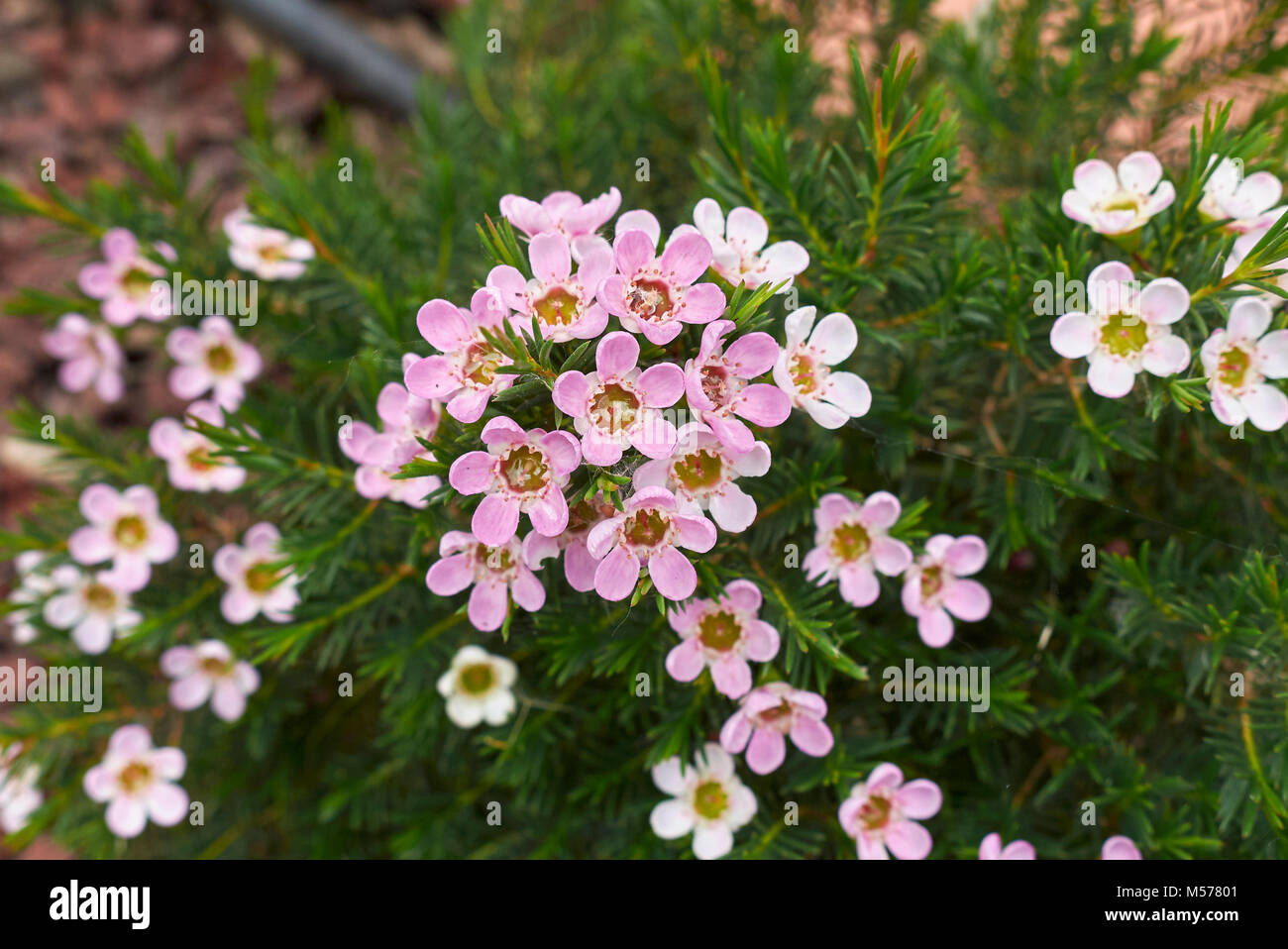 Chamelaucium High Resolution Stock Photography and Images - Alamy