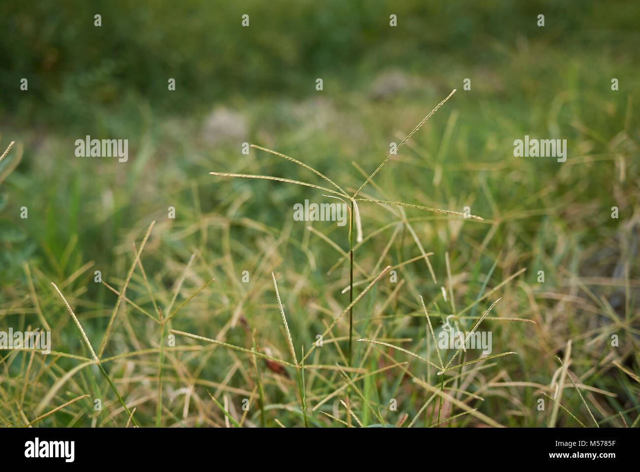 Cynodon dactylon hi-res stock photography and images - Alamy