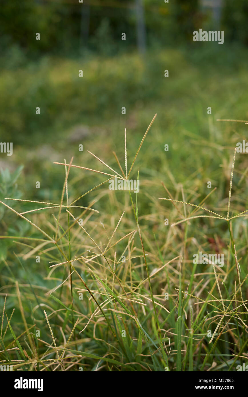 Bermuda grass cynodon dactylon grass hi-res stock photography and ...