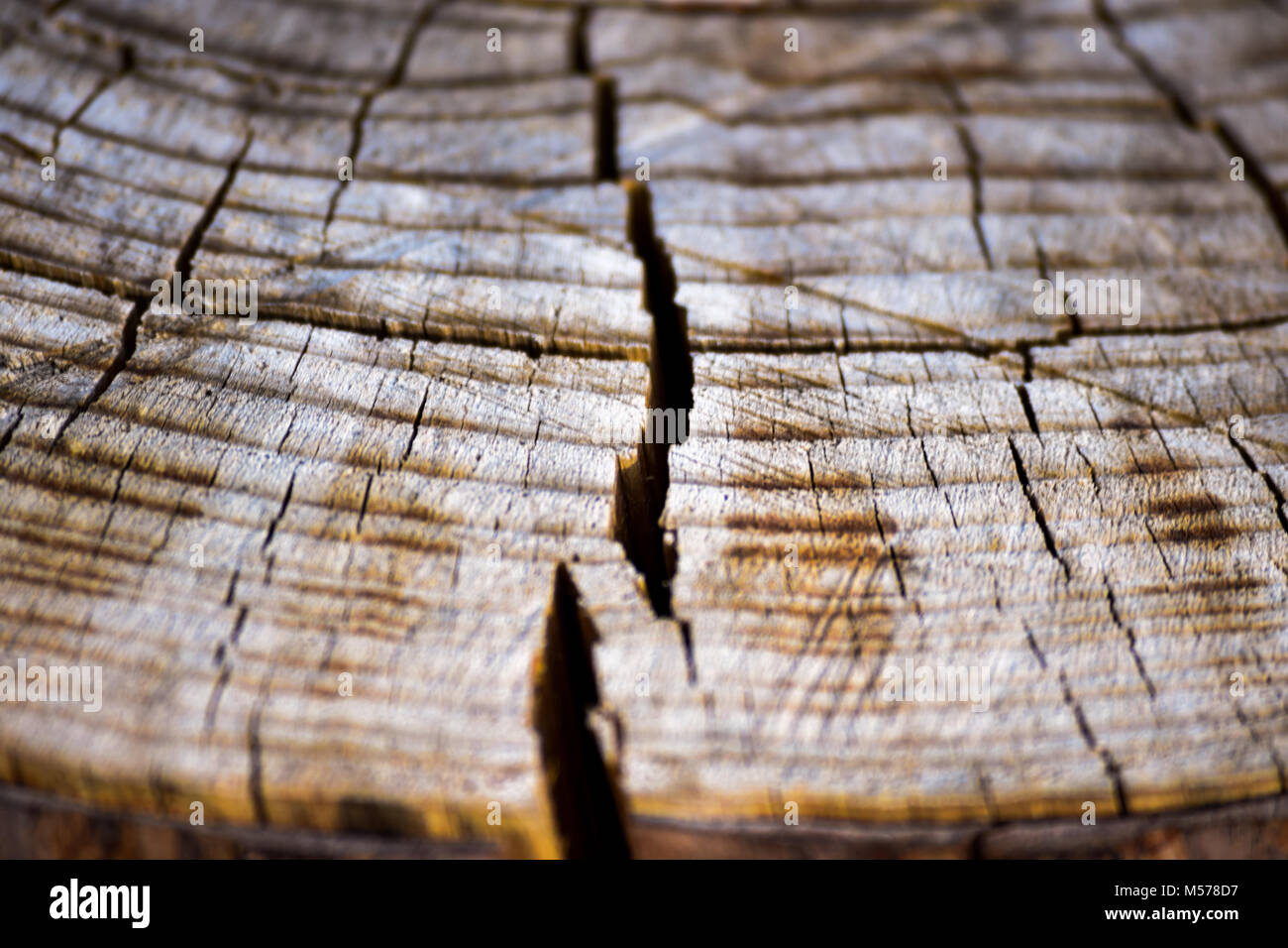 scar in a first Stock Photo - Alamy