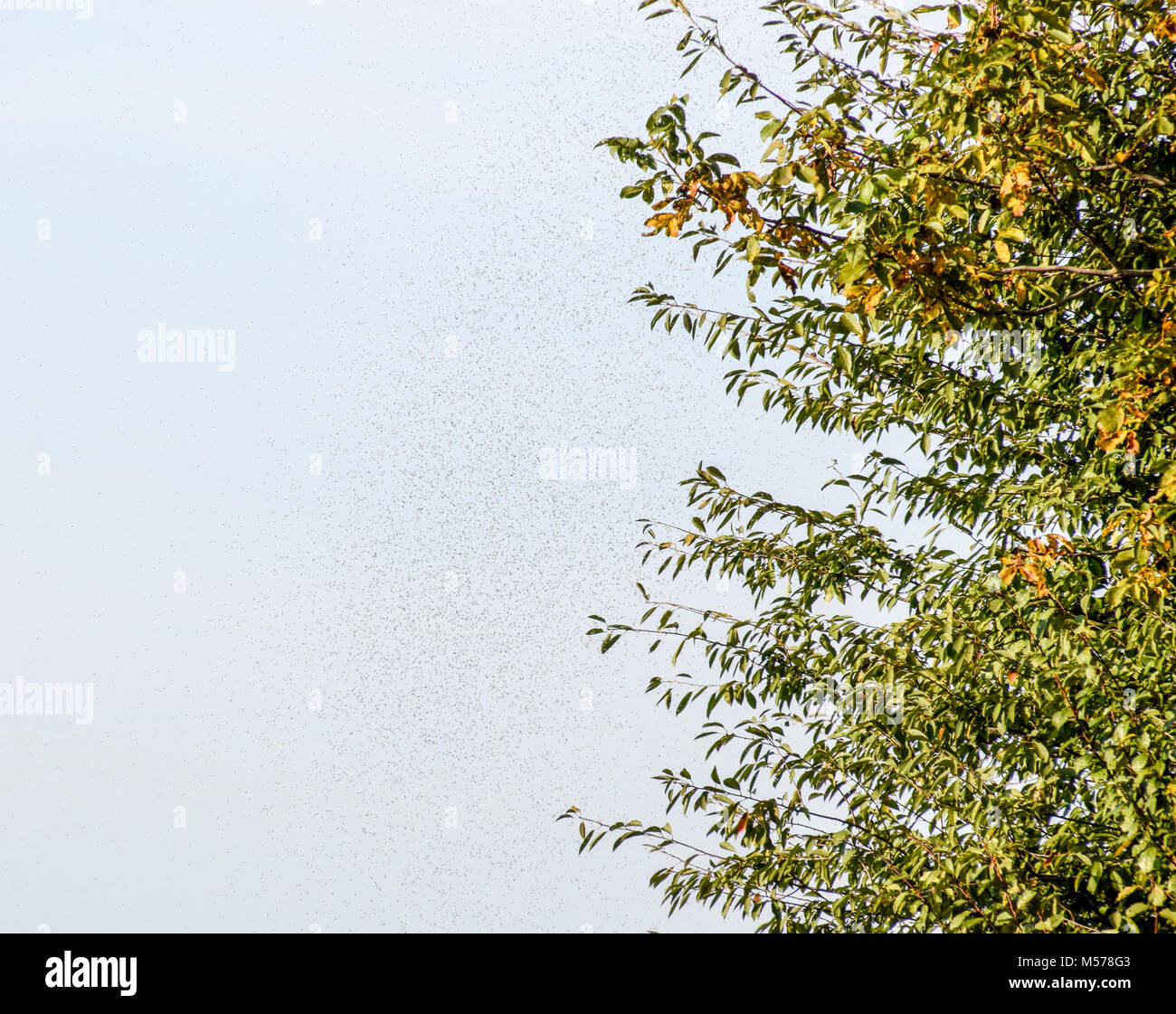 A swarm of ants in the air. Season of reproduction in ants. Winged ants ...