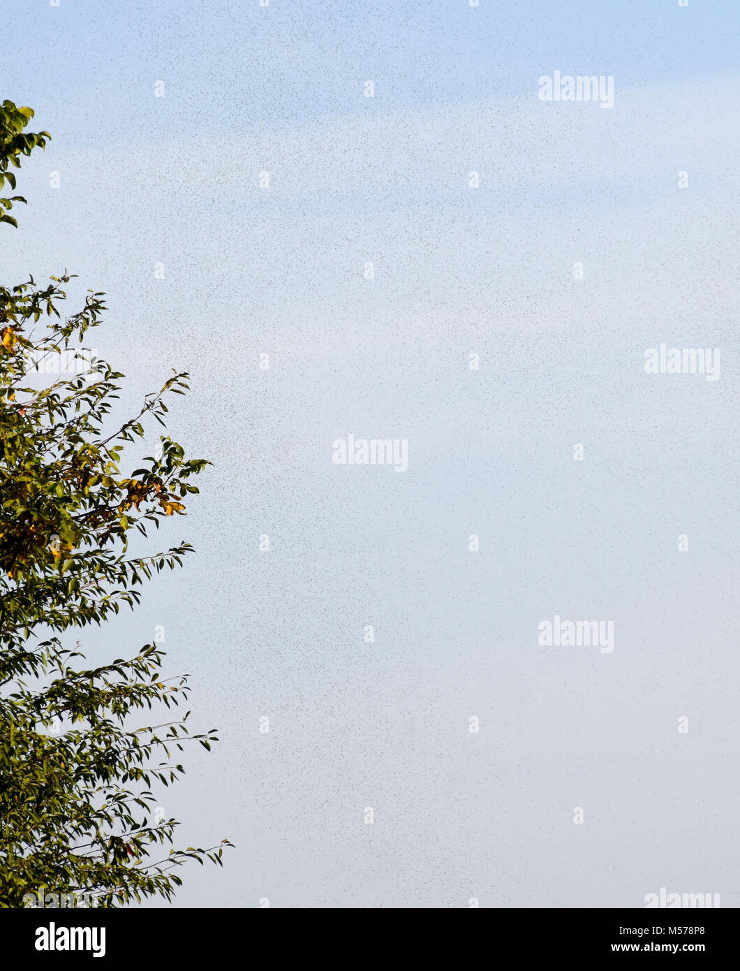 A swarm of ants in the air. Season of reproduction in ants. Winged ants ...