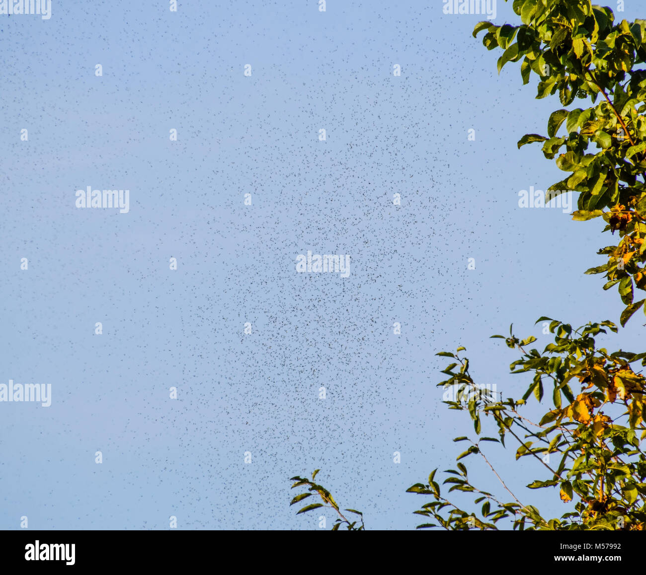 A swarm of ants in the air. Season of reproduction in ants. Winged ants ...