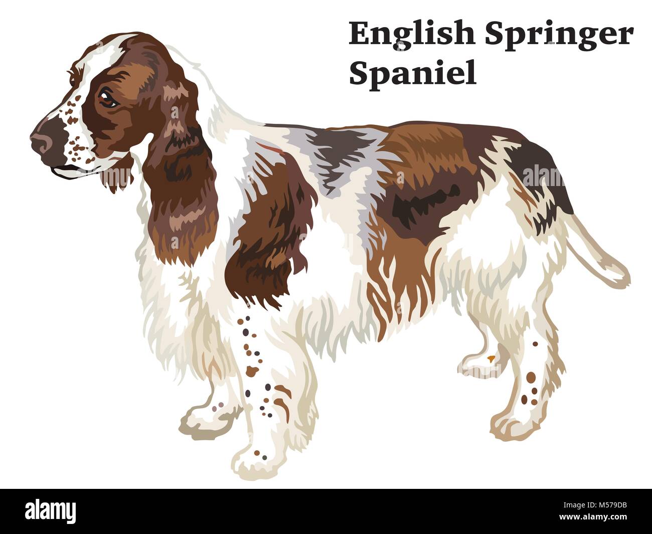Portrait of standing in profile dog English Springer Spaniel, vector ...
