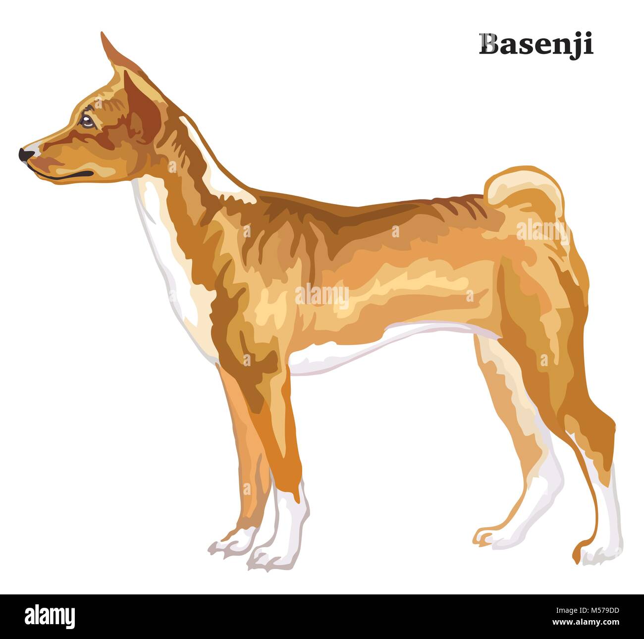 Portrait of standing in profile dog Basenji, vector colorful ...