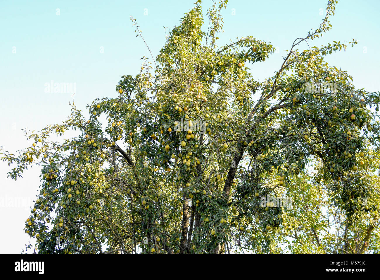 Pear fruit on the branches of a tree. Pear tree old Stock Photo - Alamy