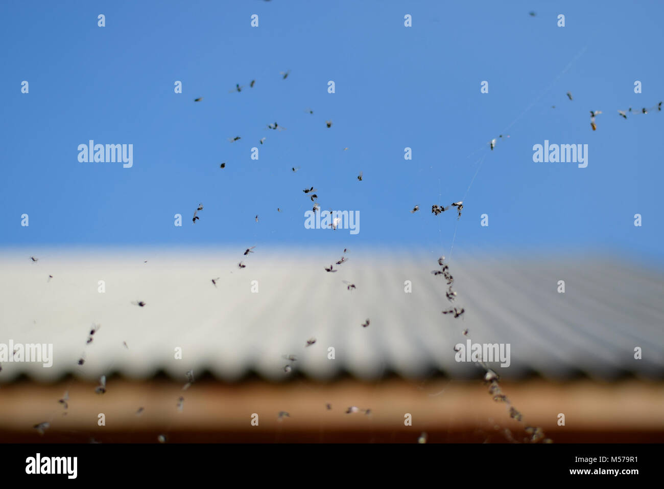 Winged ants in the web. Caught by a cobweb of ants Stock Photo - Alamy