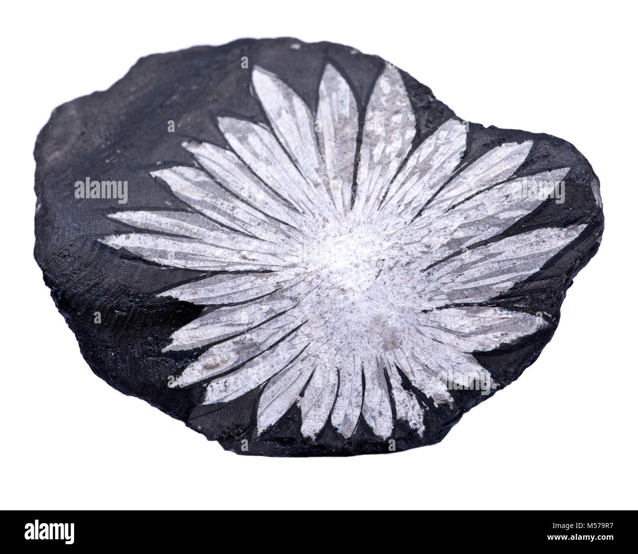 The white flower Chrysanthemum stone from China, isolated on white ...