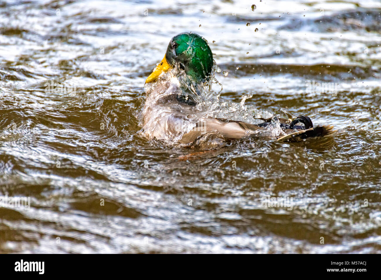 Man diving into pond hi-res stock photography and images - Alamy