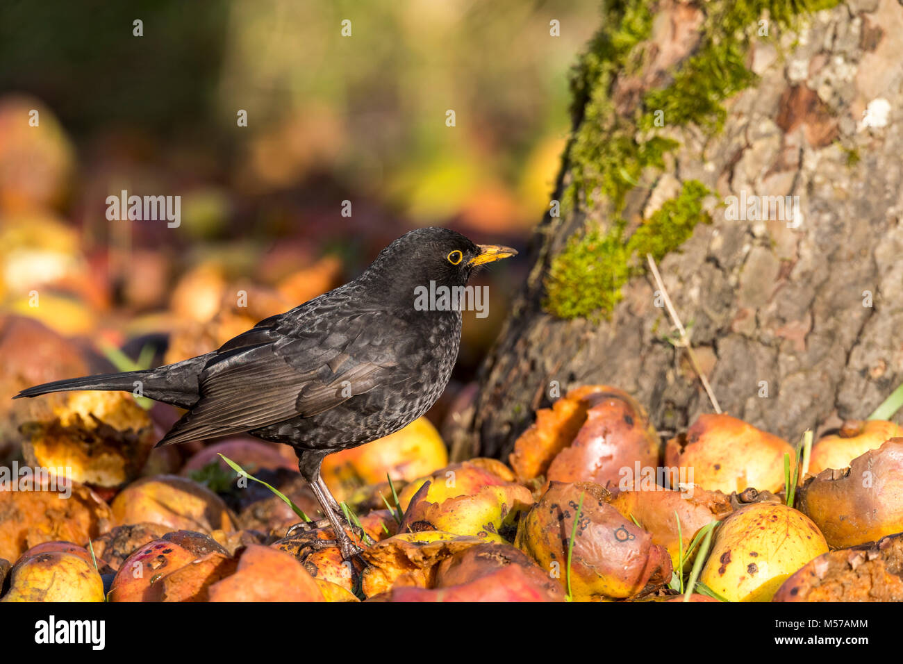 Resident bird species british isles hi-res stock photography and images ...