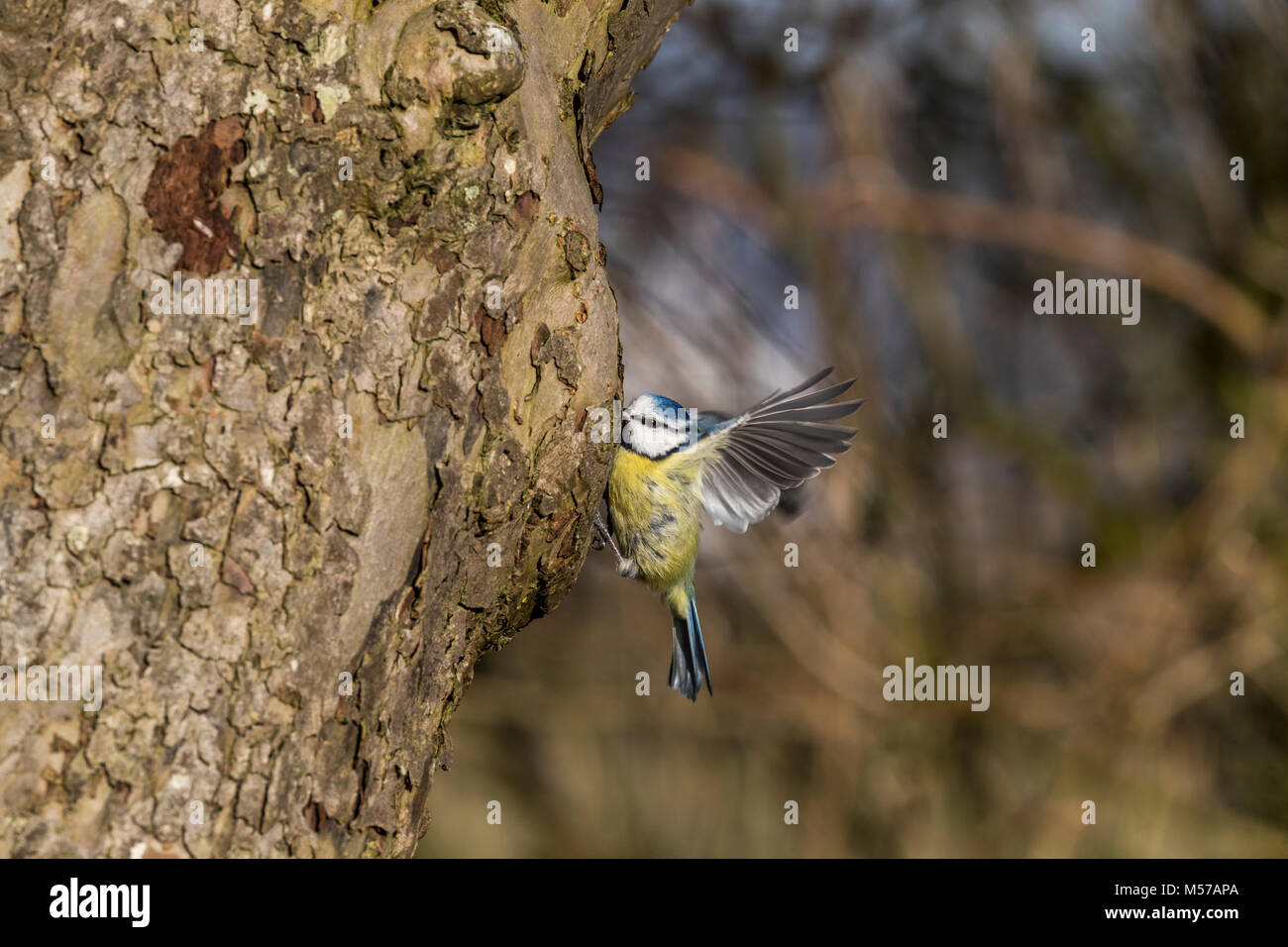 A blue tit inspects a hole in an apple tree for any winter insects ...