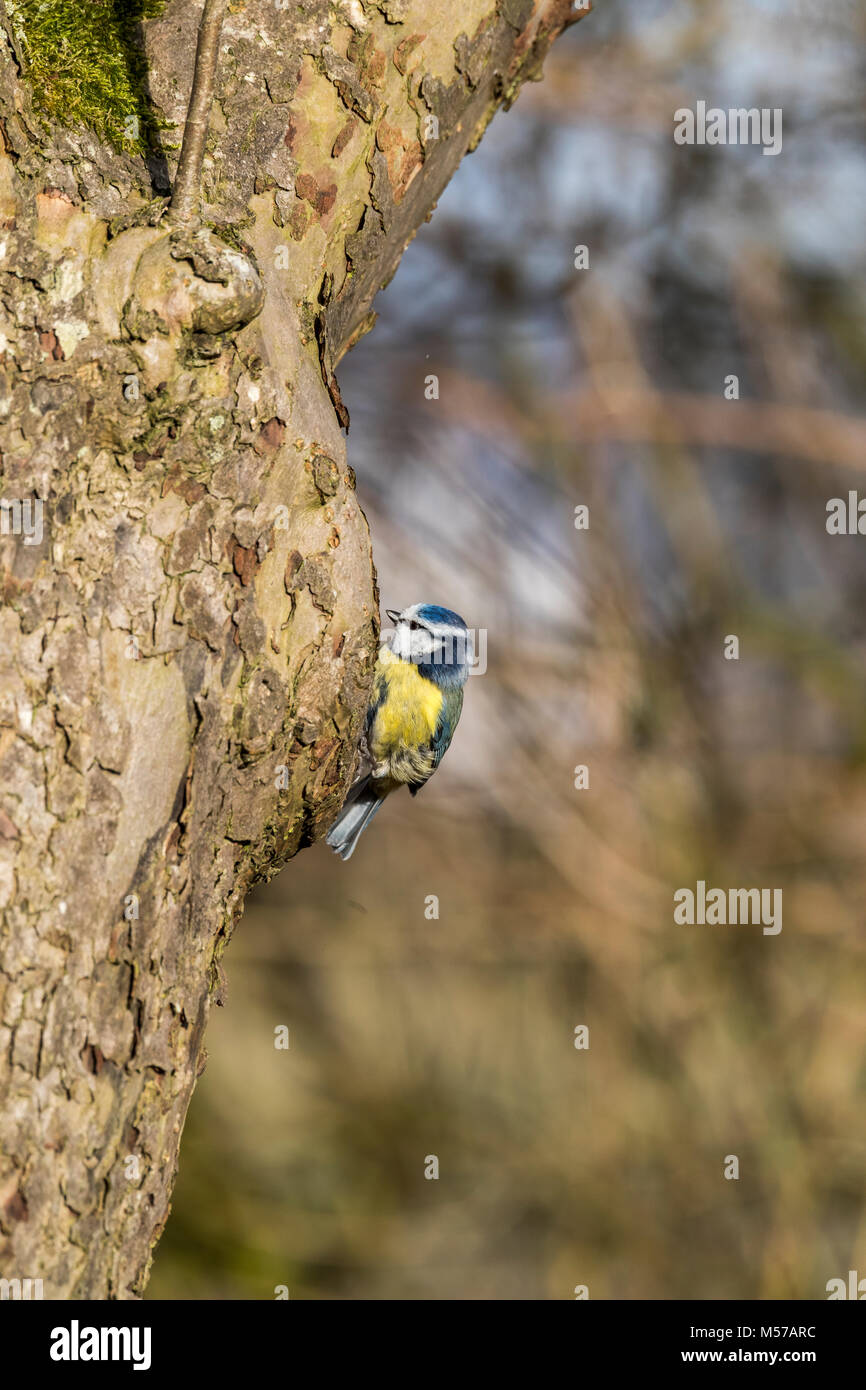 A blue tit inspects a hole in an apple tree for any winter insects ...