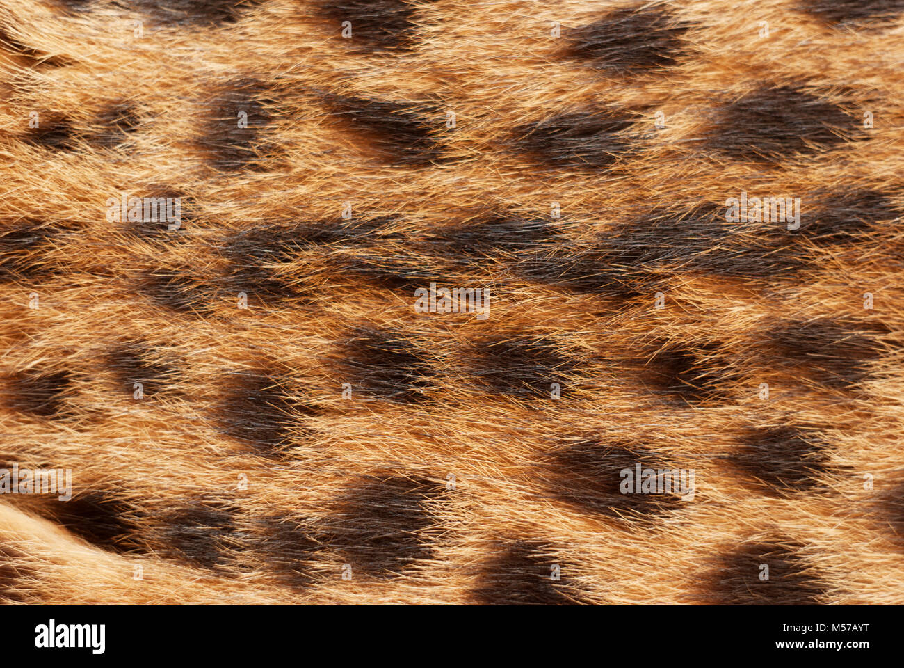 Wilde cat, serval fur texture. Close up soft focus natural background ...
