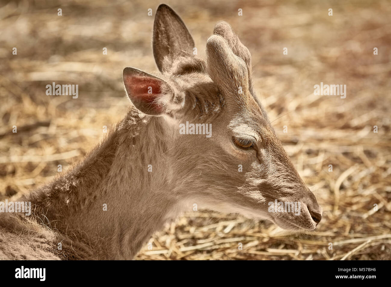 Portrait of Deer Stock Photo - Alamy