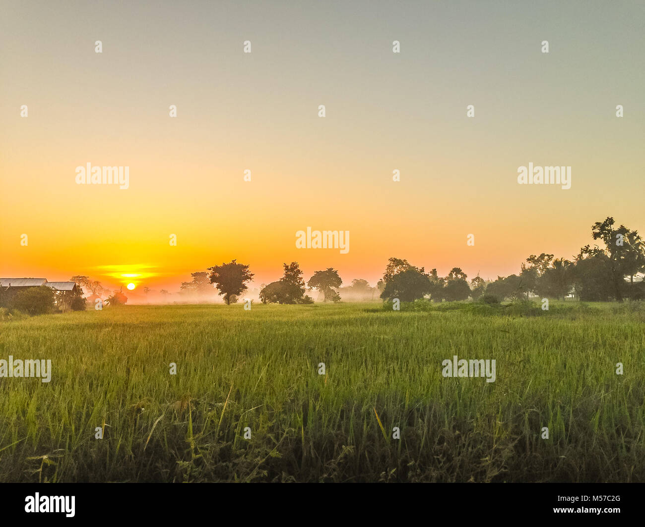 Beautiful view of rice paddy field during sunrise, cloudy and blue sky ...