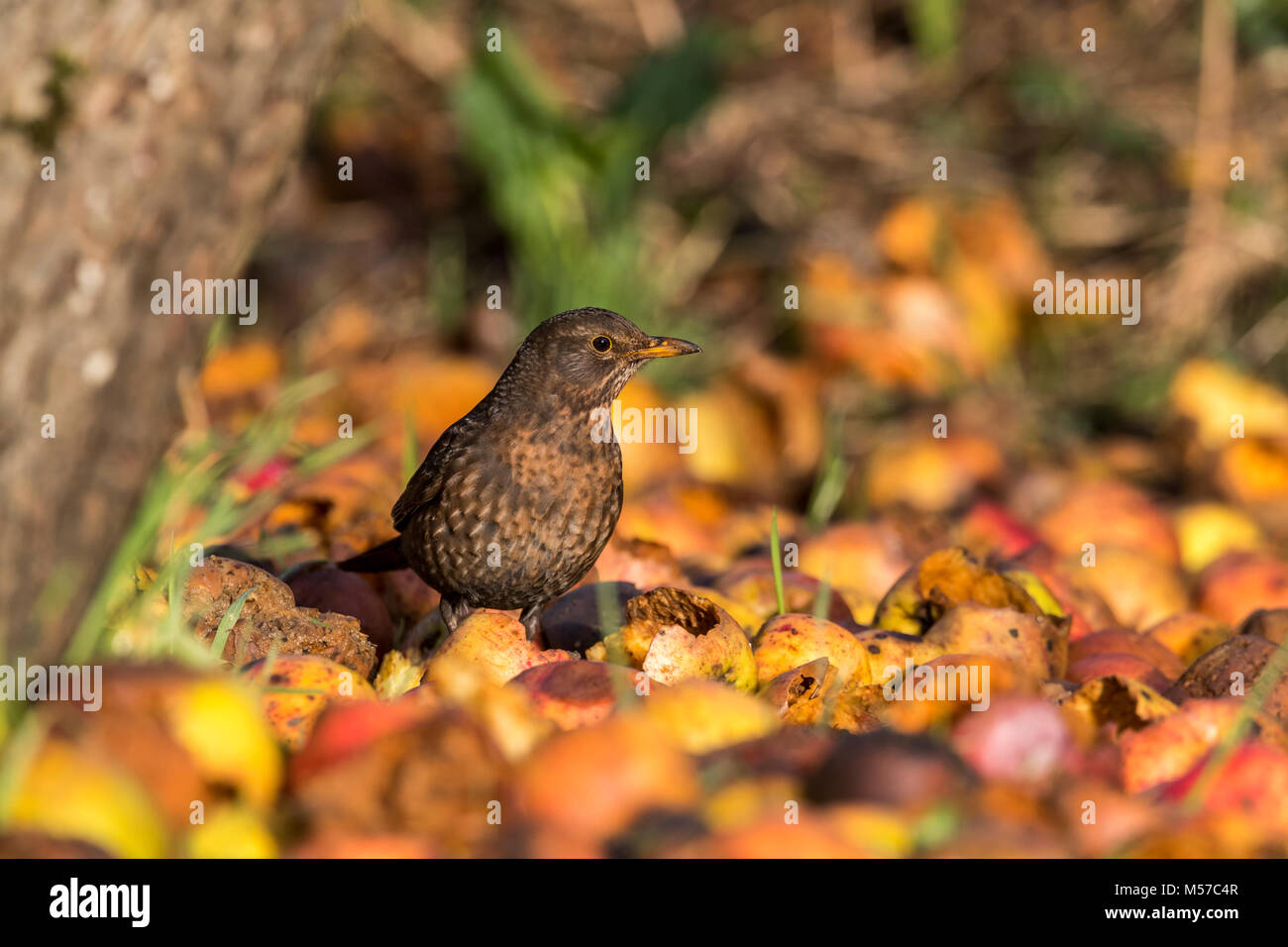 Resident bird species british isles hi-res stock photography and images ...