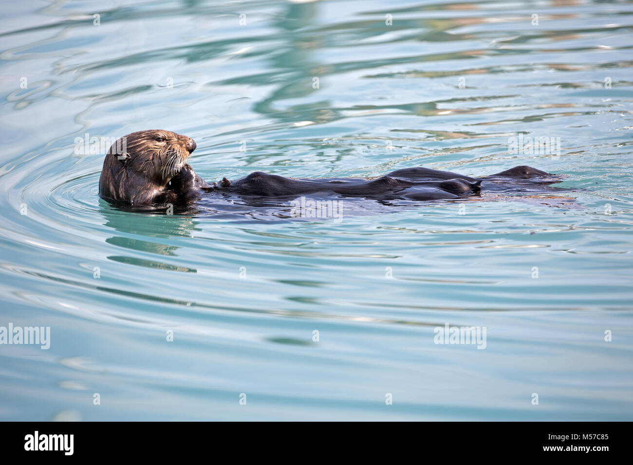 a Sea otter is eating mussels Stock Photo - Alamy