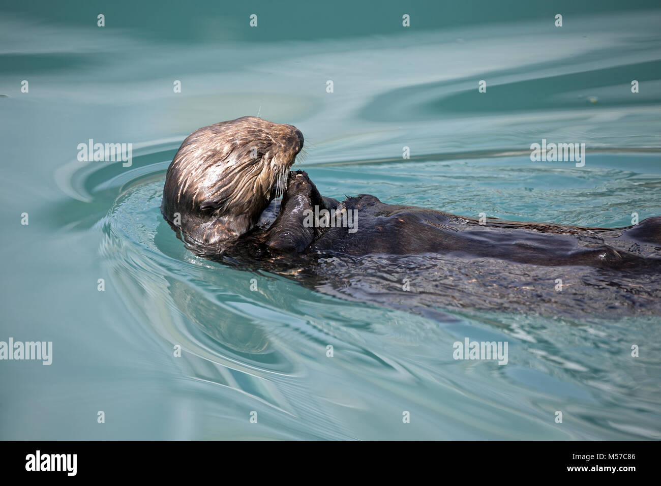 a Sea otter is eating mussels Stock Photo - Alamy